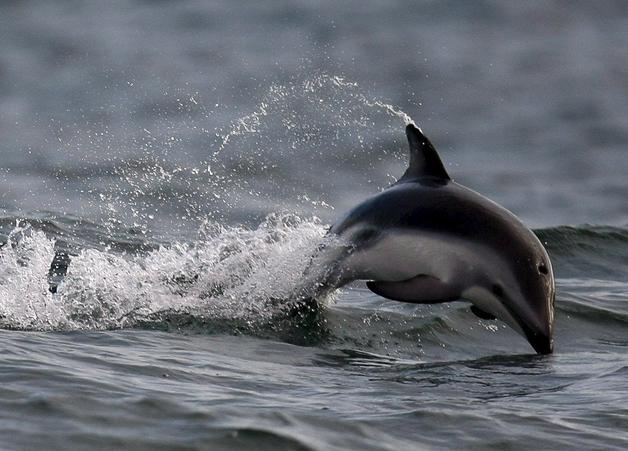 A VUELO DE UN QUINDE® - EL BLOG !!!!! .::::.: BIOLOGÍA: DESCUBRE UNA ...