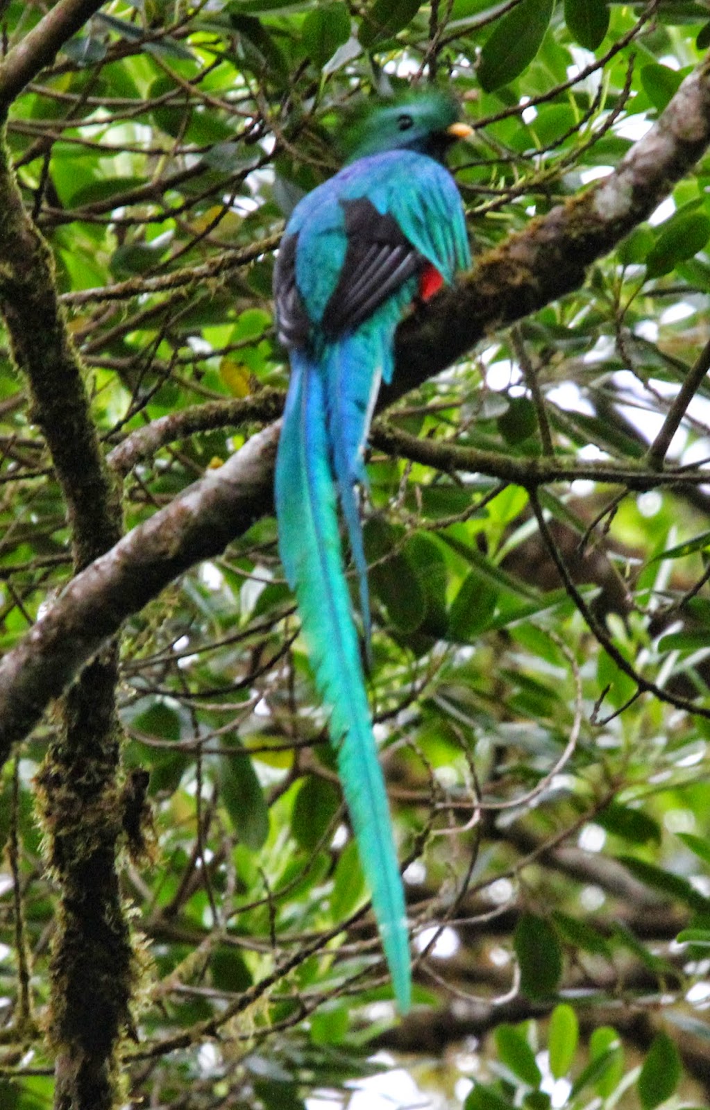 QUETZAL photos - wallpapers (ανανεωμένο) | the fun bank