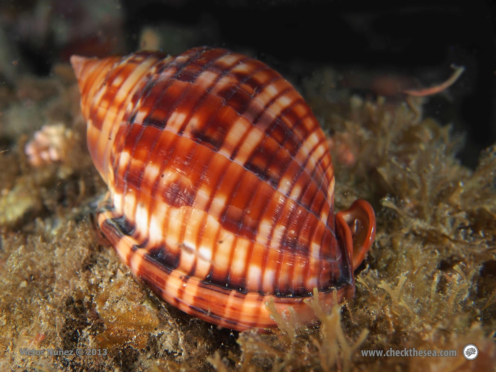 Check the Sea. Web de buceo y fotografía submarina de las Islas ...