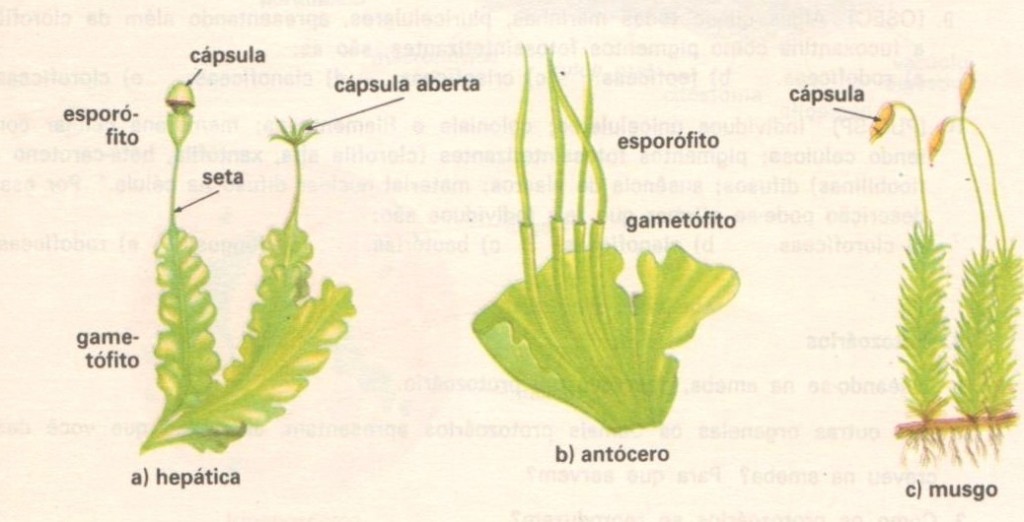 BIO POINT: Reino Metaphyta