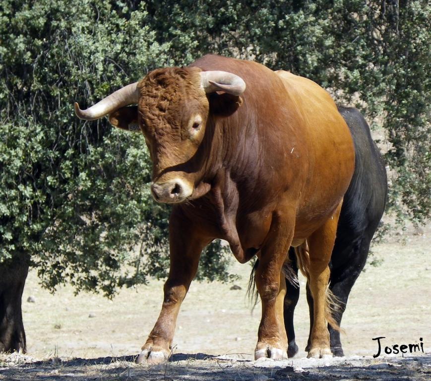 JOSEMI TOROS 2: GUADALEST