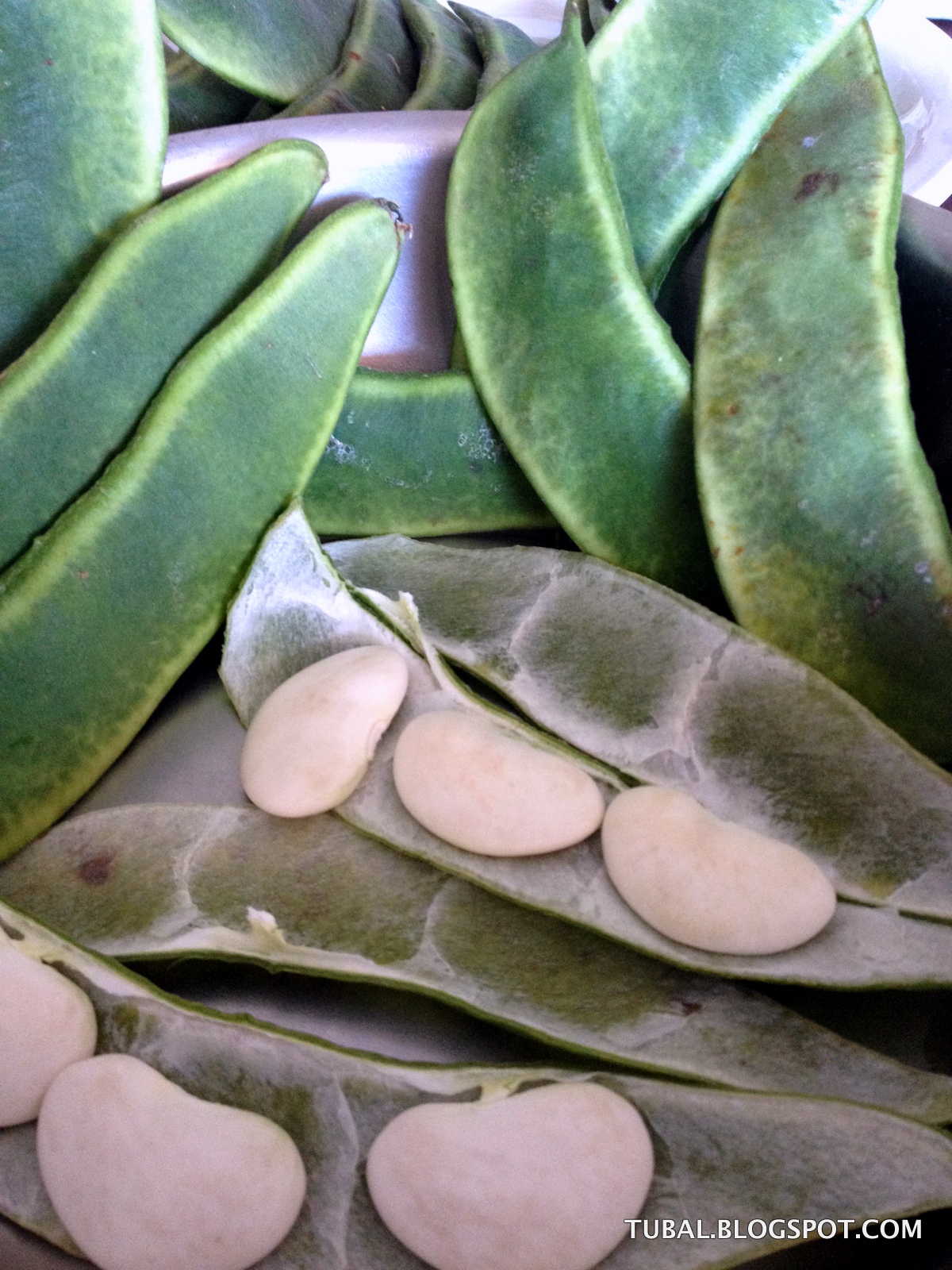 TUBAL: GARROFÓN O GARROFÓ DE VALENCIA