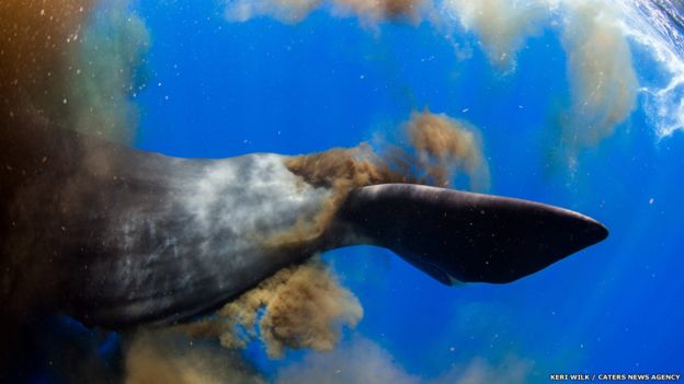 Sobre esto y aquello: Ámbar gris: la caca de los cachalotes
