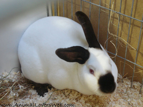 Rabbit lovers farm Lamongan: Jenis-jenis kelinci