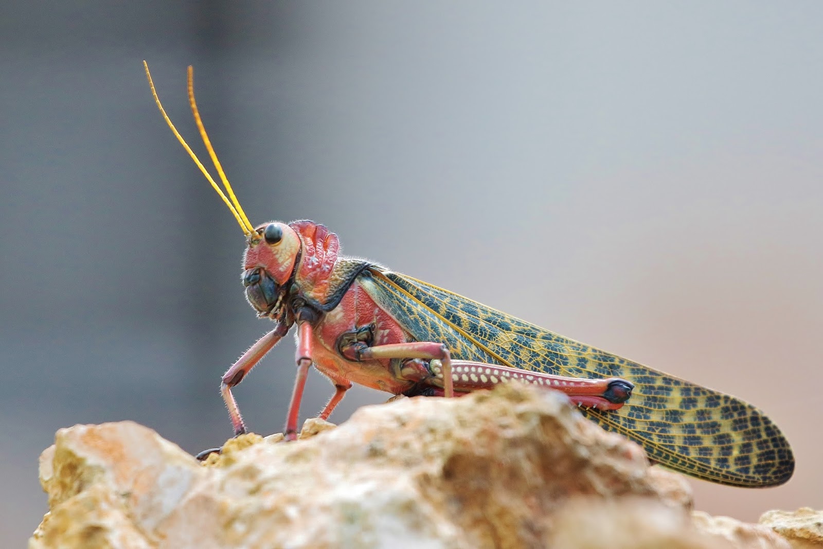 Nuestro bello mundo...: Excursion Paraguana, Edo. Falcon, tercer dia ...