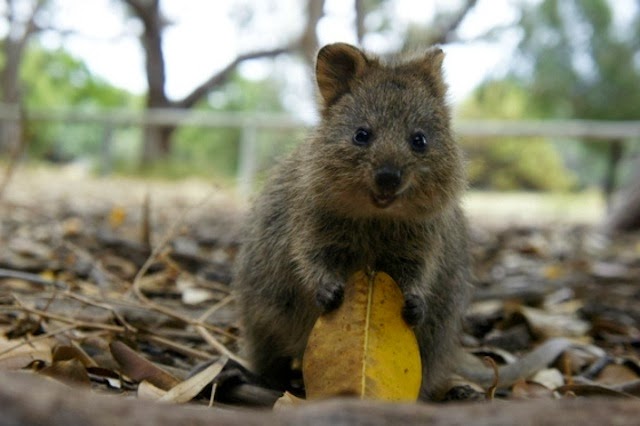 Animals pictures: Quokka