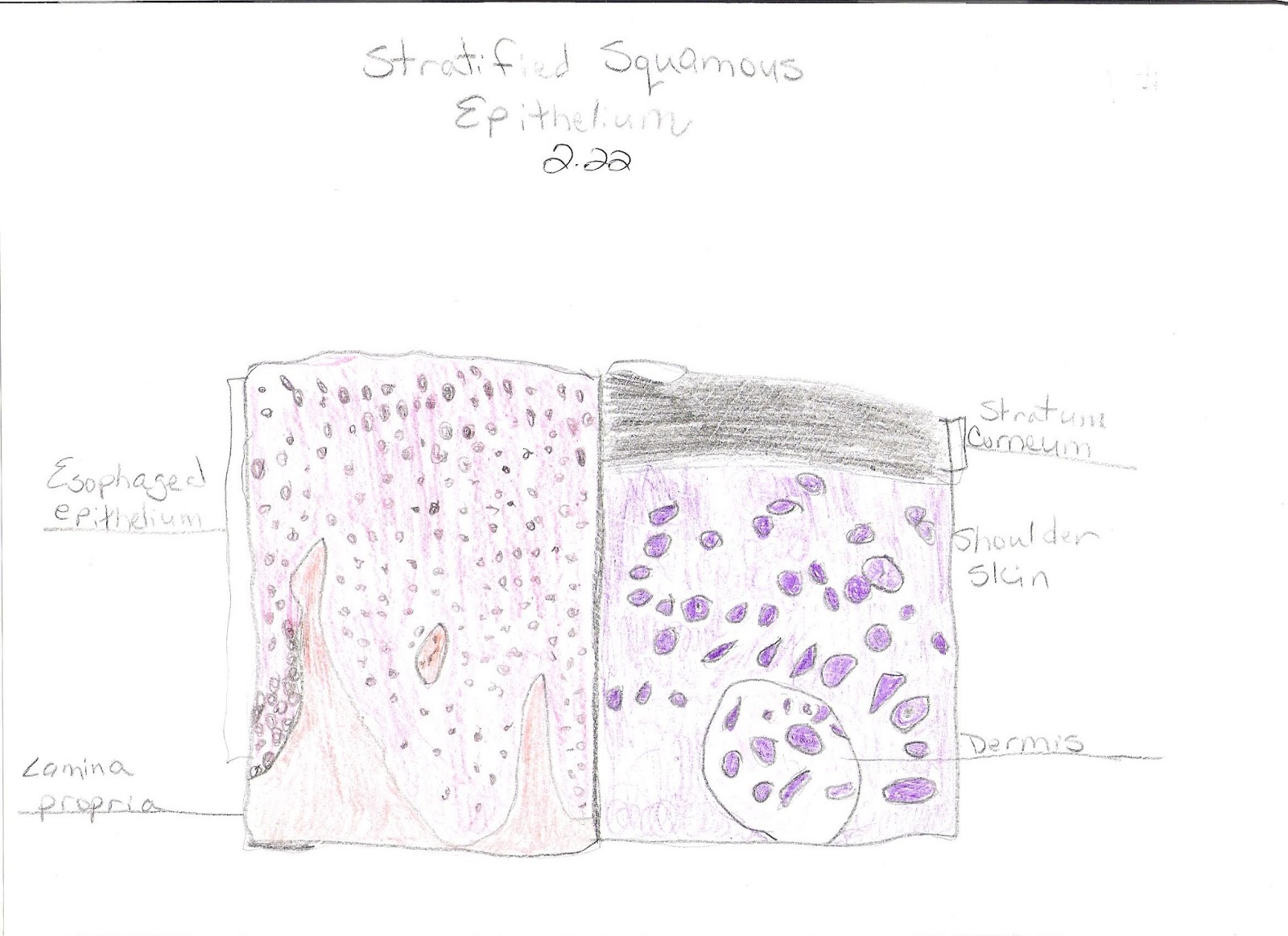 Walls Bio 156 Human Biology: Lab 4 Tissues, Skin & Membrane