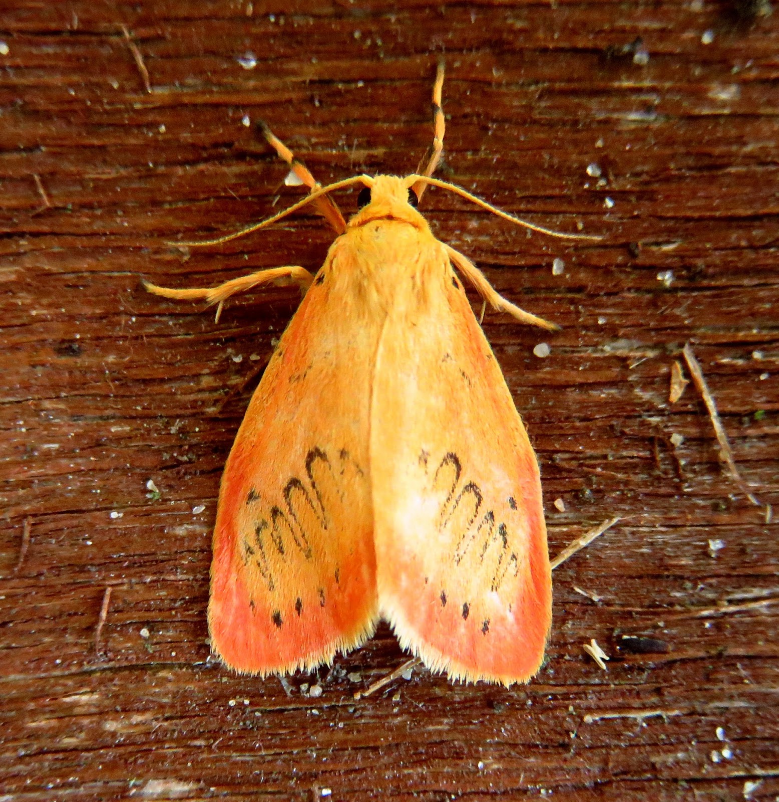 MERSEA WILDLIFE: SUMMER MOTHING