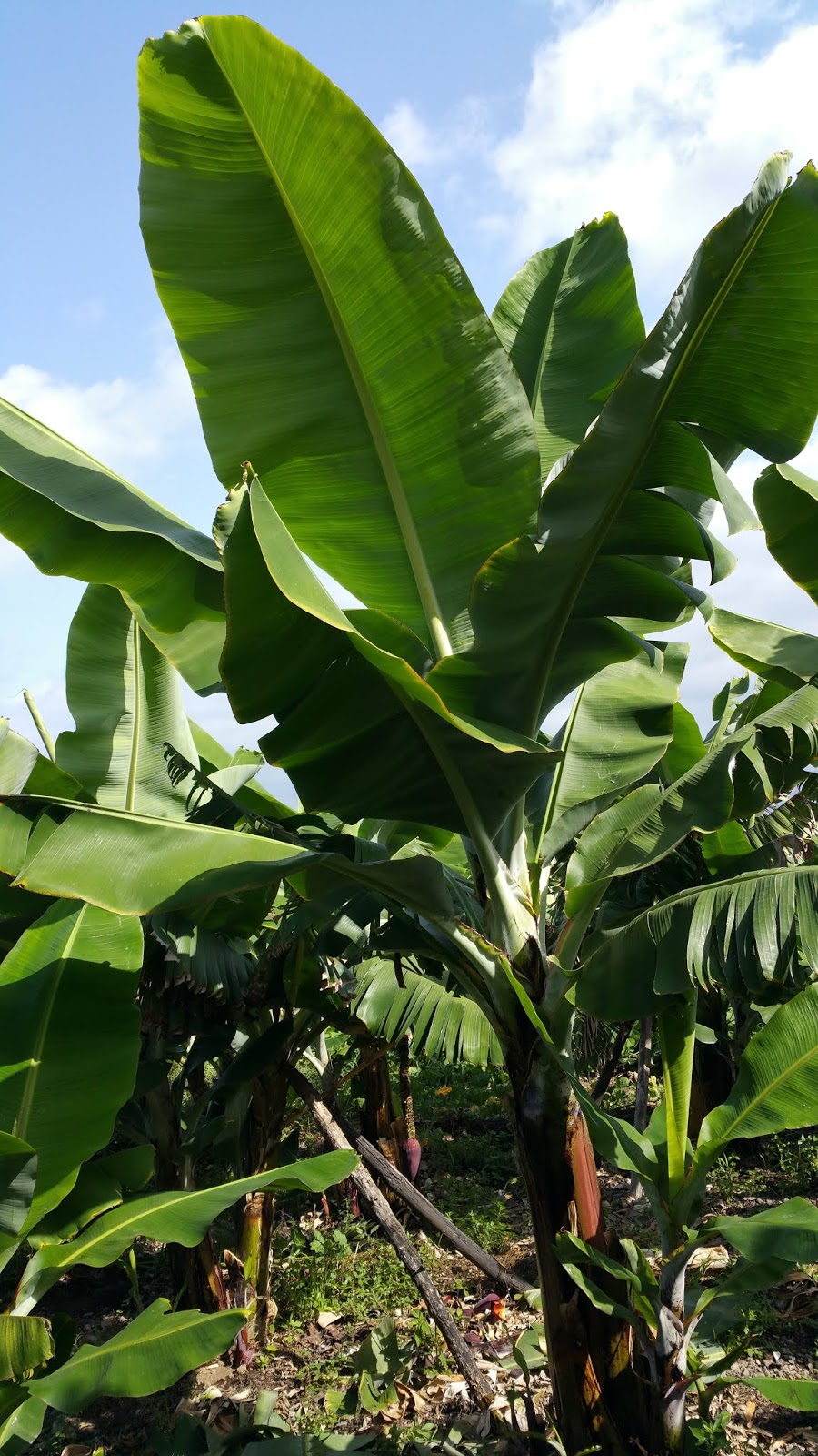 Invernadero y Huerto Ecológico del Sistema de Sanación Tinerfe ...