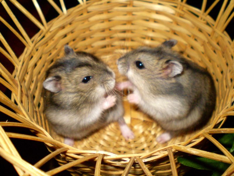 FOX rats: škrečok džungarský