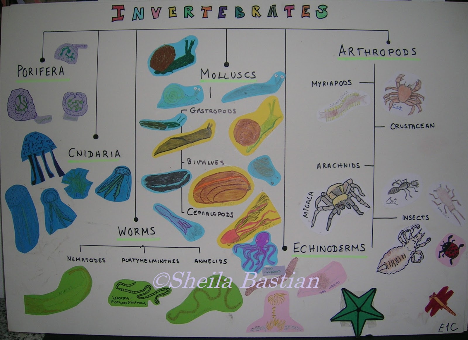 Science Magazine: CLASSIFICATION OF LIVING THINGS