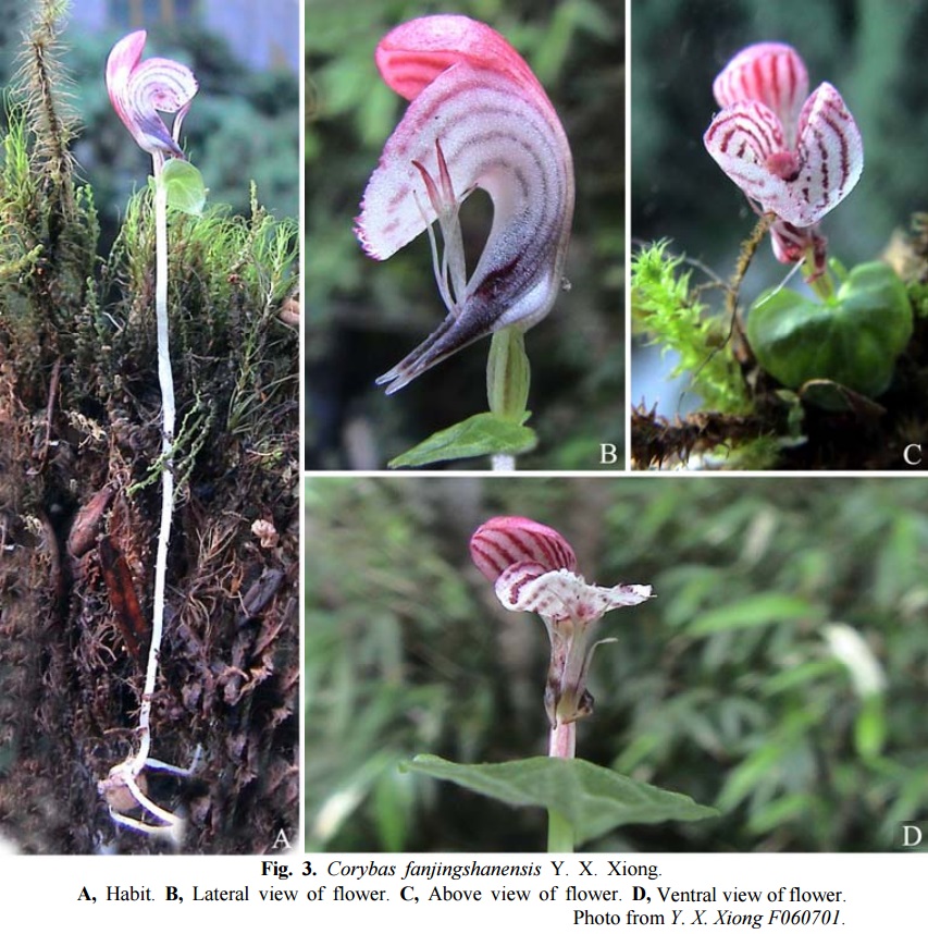 Species New to Science: [Botany • 2007] Corybas fanjingshanensis • A ...