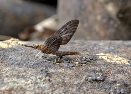 Ralph's Fly Box: Tying the Mahogany Dun