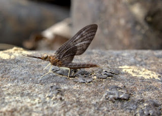 Ralph's Fly Box: Tying the Mahogany Dun