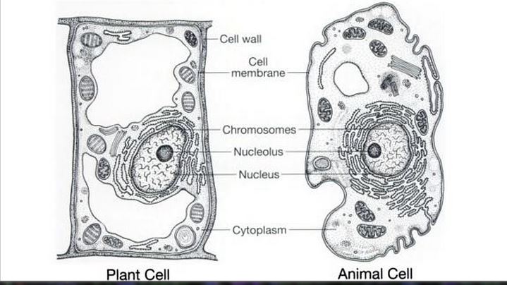 Basic Structure Of A Cell Genetic Engineering Info 7450