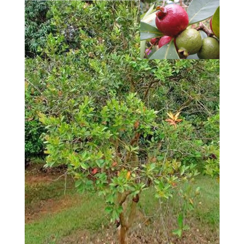 Araçá (P. littorale, P. cattleyanum)