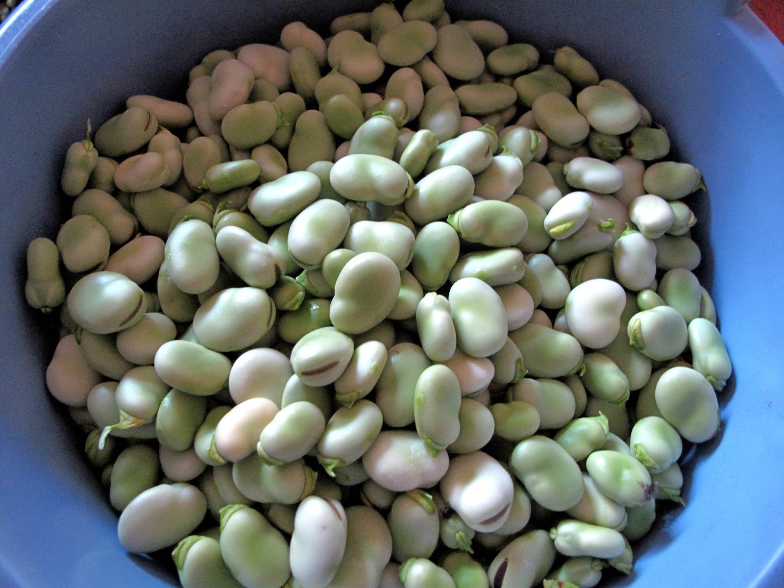 HABAS HERVIDAS - LOS DOMINGOS COCINO YO