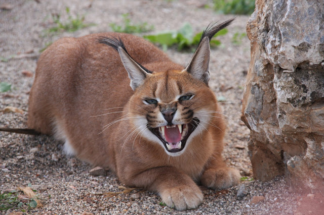 CARACAL CAT photos - wallpapers (ανανεωμένο) | the fun bank
