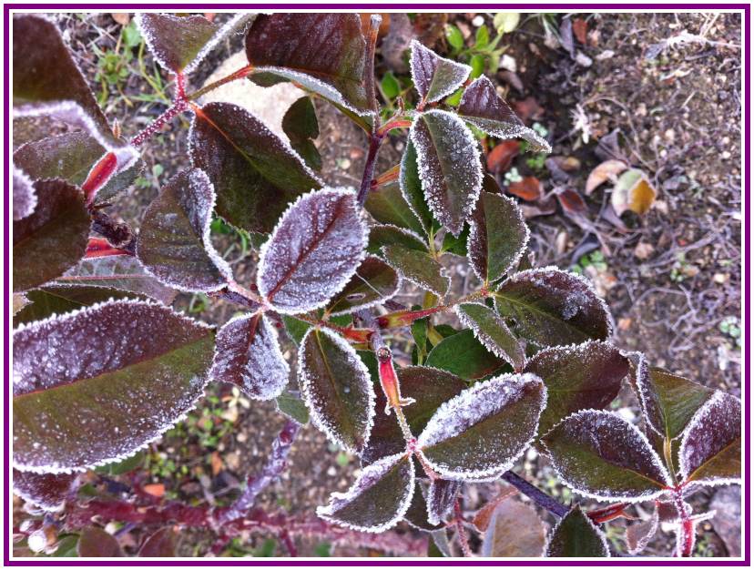 Tierra charra: Escarcha