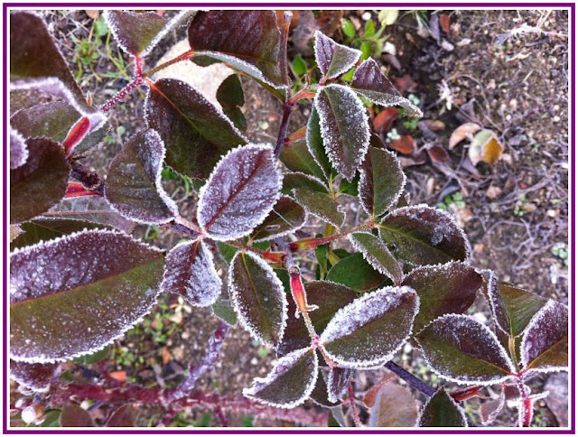 Tierra charra: Escarcha