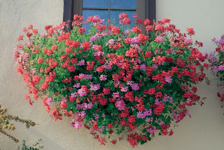 Vente de Fleurs du Sacré Coeur: Géranium lierre