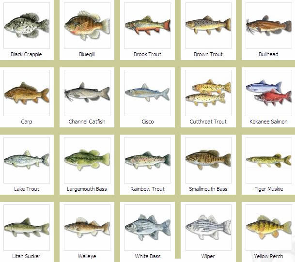 brandedhub: Fish Species