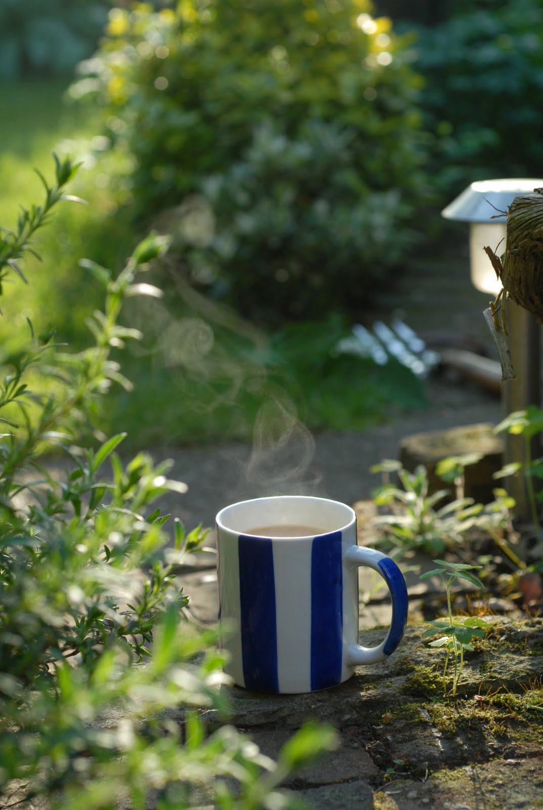 Sue's garden: Early morning tea and tulips