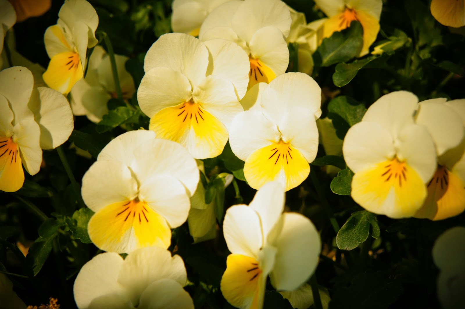 100 flowers royalty free pictures