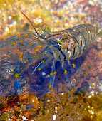 Rafael Microfauna Marina: Cymopolia barbata (Algas verdes)