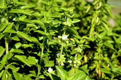 Poder das Ervas: EFÍNRÍN