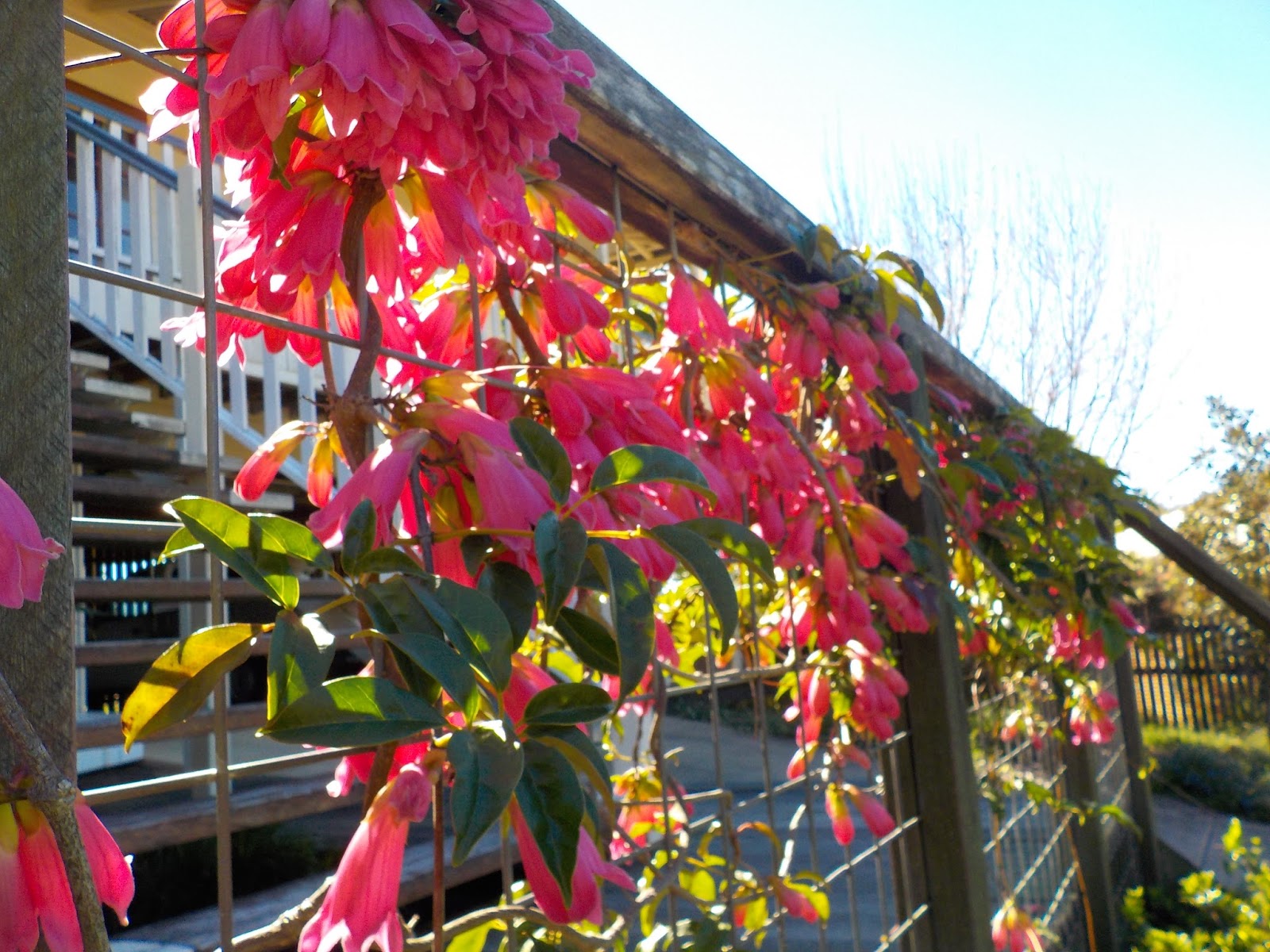 a hopeful nature: Roaring Meg: A Native Climber