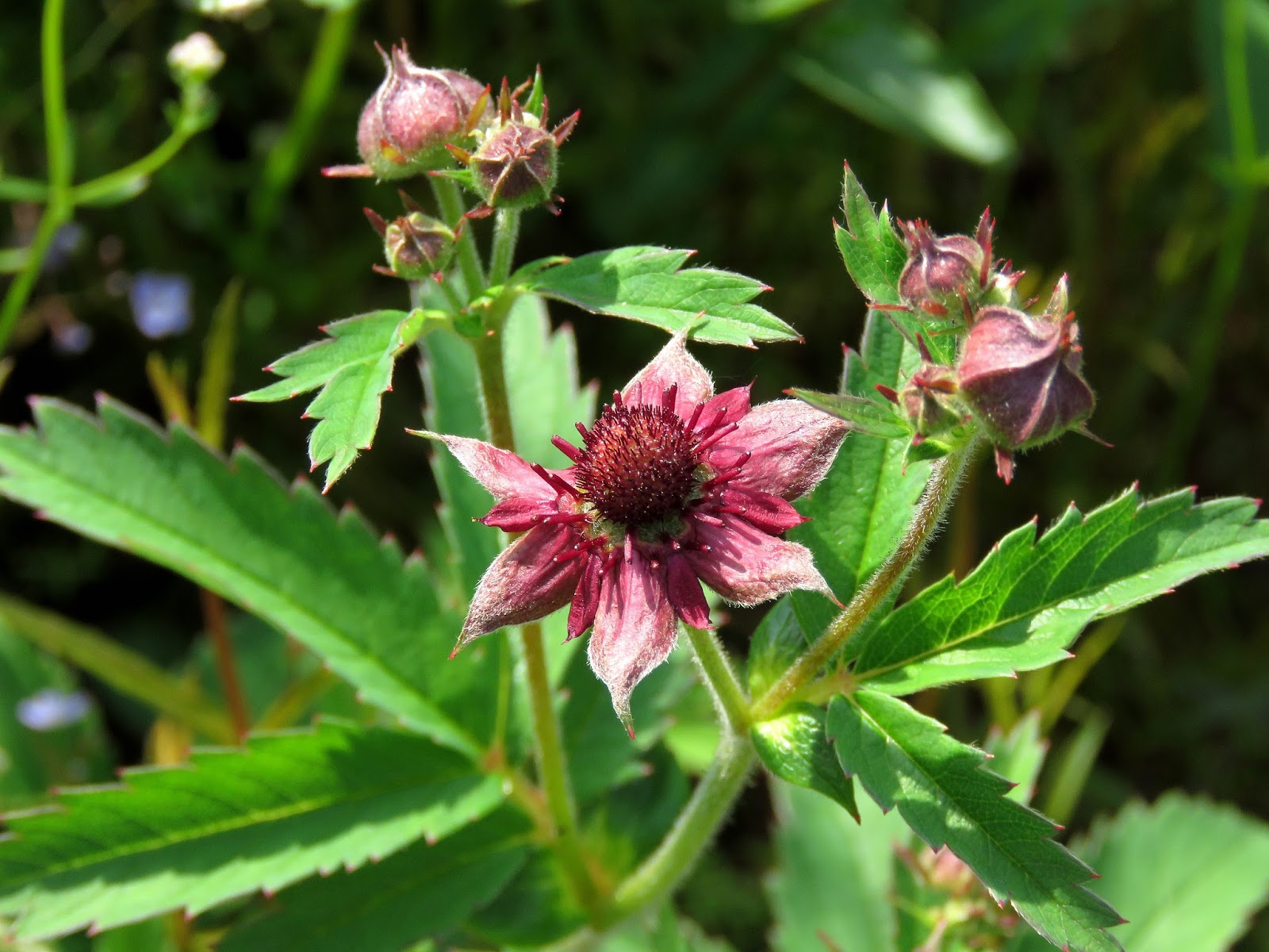 Dungeness Bird Observatory : 8th June