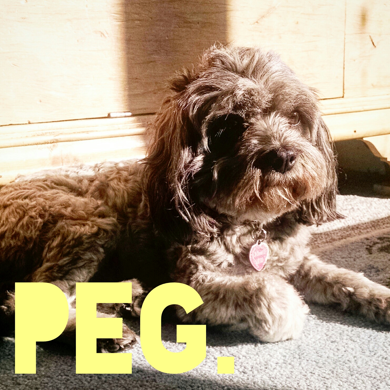 Wafflemama.: Peg: The Perfect Family Dog