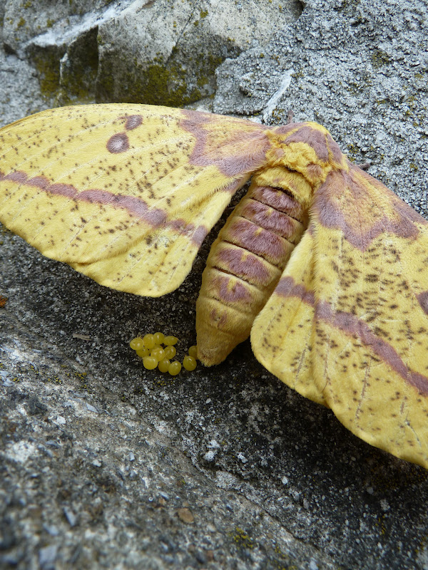 Franklin County (PA) Gardeners: Imperial Moth - Eacles imperialis