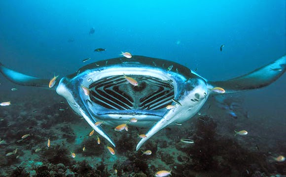 Greenwichdiving: Rayas y Mantarrayas