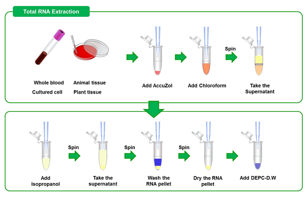 RNA isolation from cells | RNA quantification