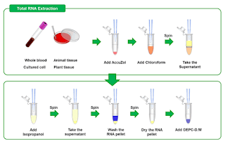 RNA isolation from cells | RNA quantification