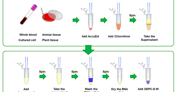 RNA isolation from cells | RNA quantification