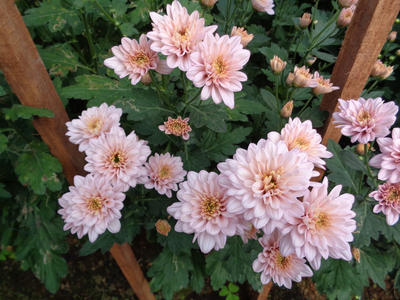 Tipe Bunga Krisan | Budidaya Tanaman