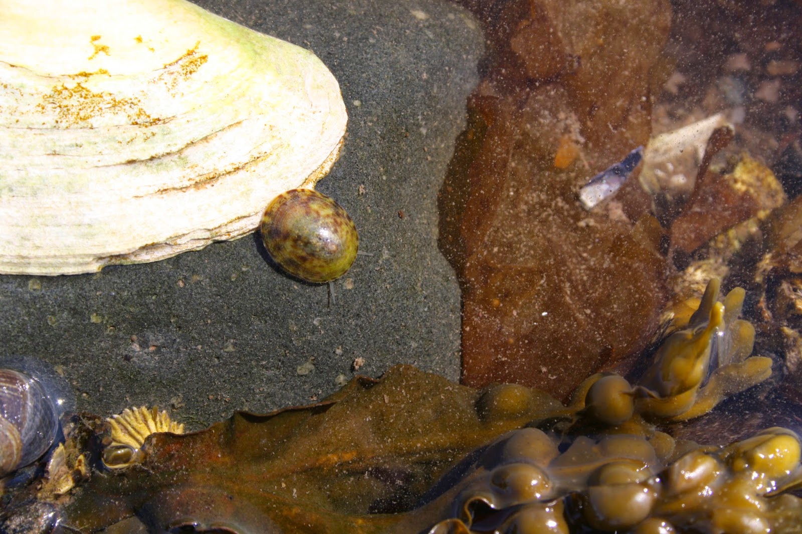 Huntsman Marine Science Centre: November 2014