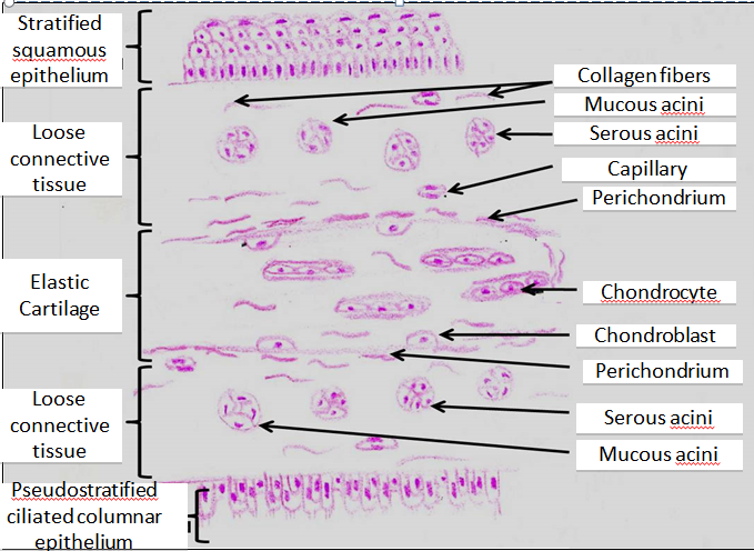 Cartilage and Bone Tissues