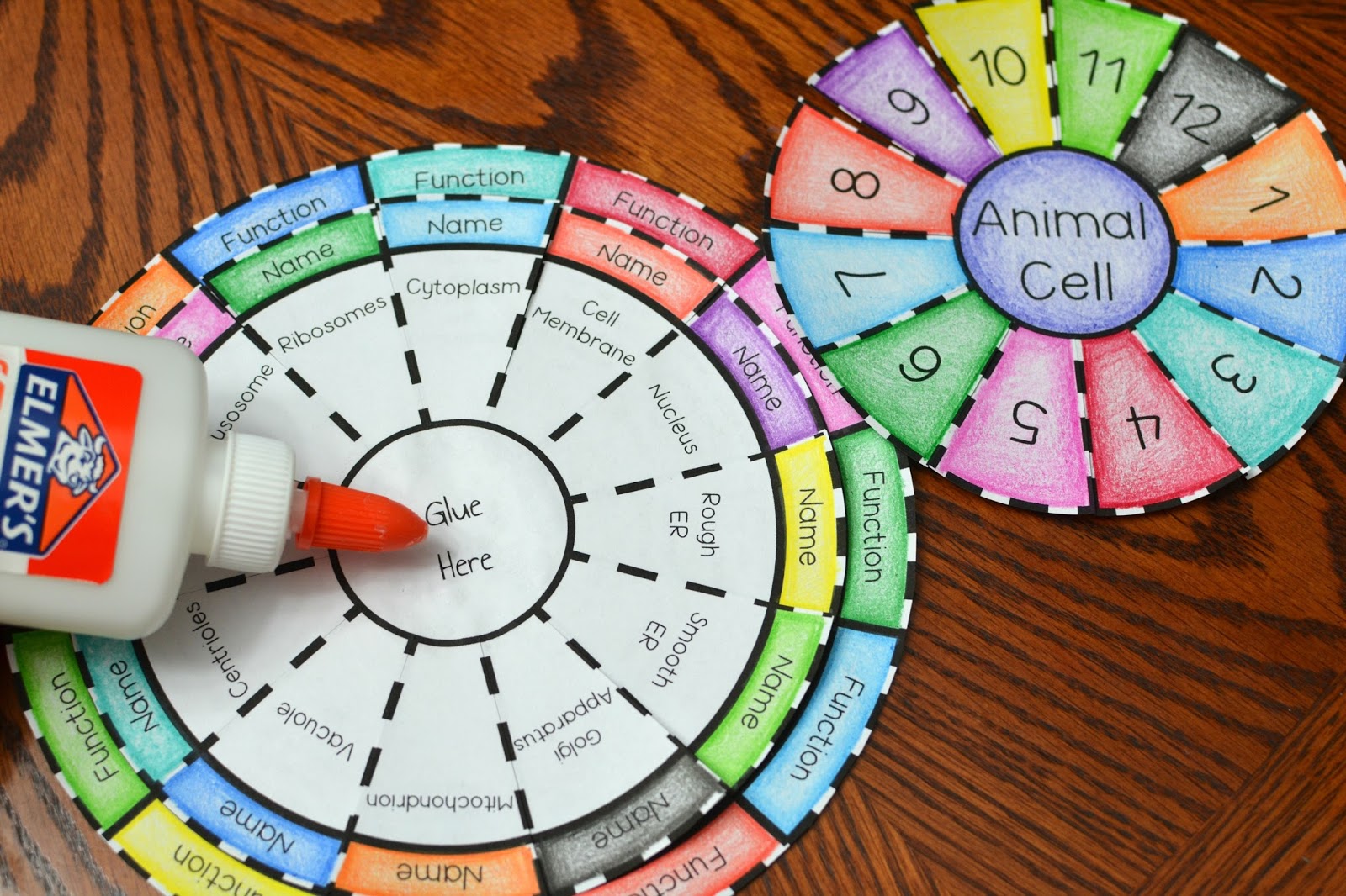 Math in Demand: Animal Cell Foldable