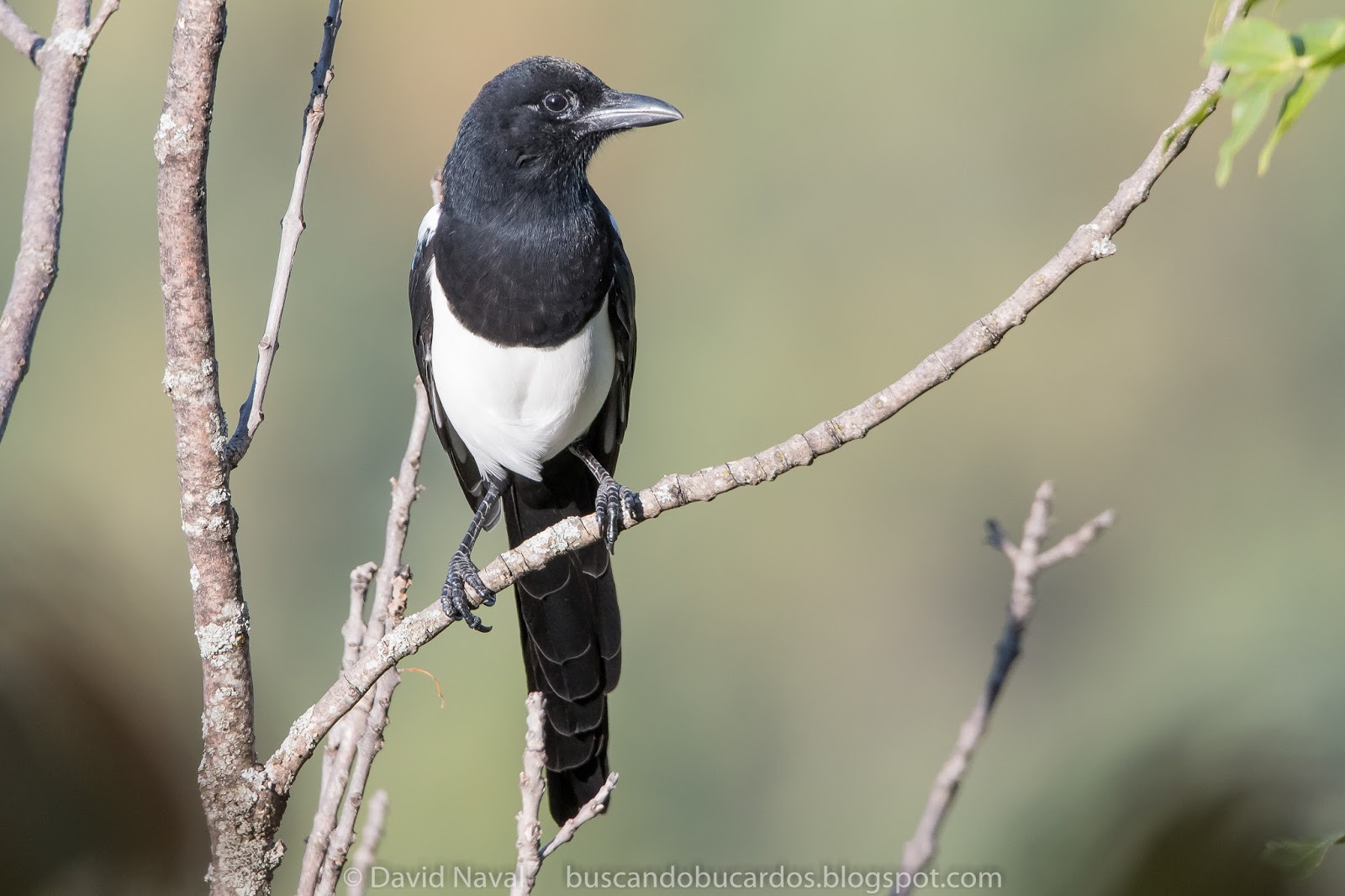 Urbes y caminos: Urraca común
