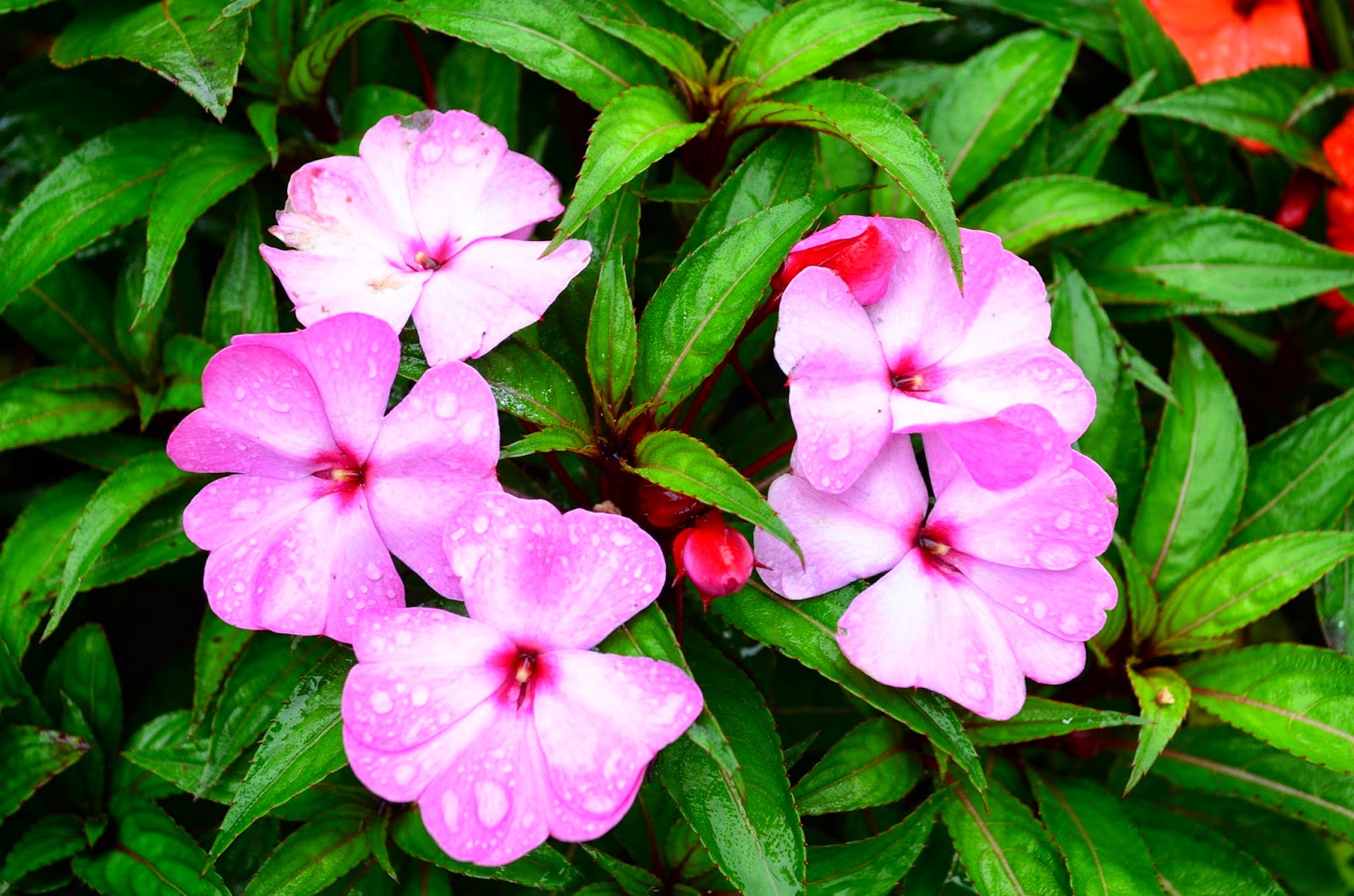 Mindanao Today: The KJC Prayer Mountain, Tamayong, Davao City