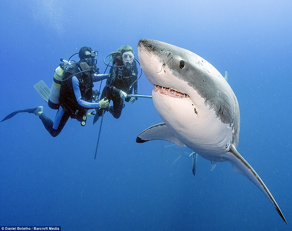 Scuba Scoop Latest Dive Stories Sharks Are Not Man Eaters