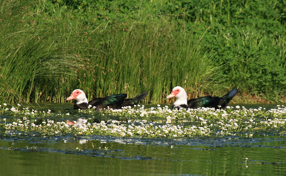 TERRITORIO NATURAL: pato criollo en Cabezas del Pozo
