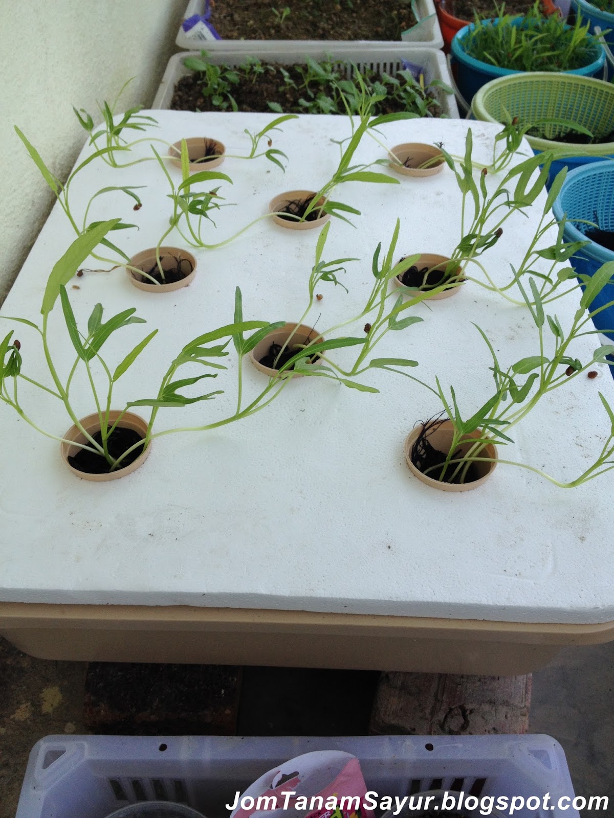 Jom Tanam Sayur ( JTS ) : Jom Tanam Sayur - Tanam Kangkung Darat Kaedah ...