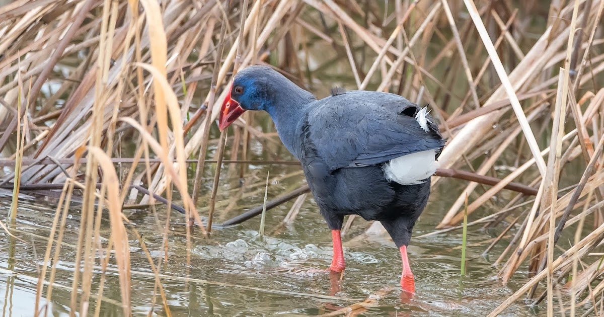 Urbes y caminos: Calamón común