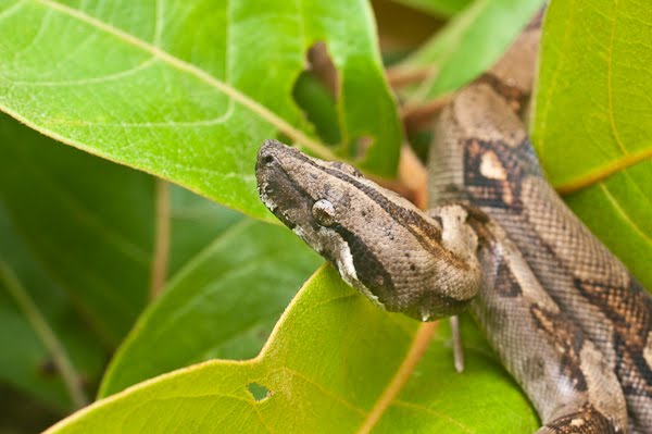Panama Silvestre: Boa constrictor (Boidae)