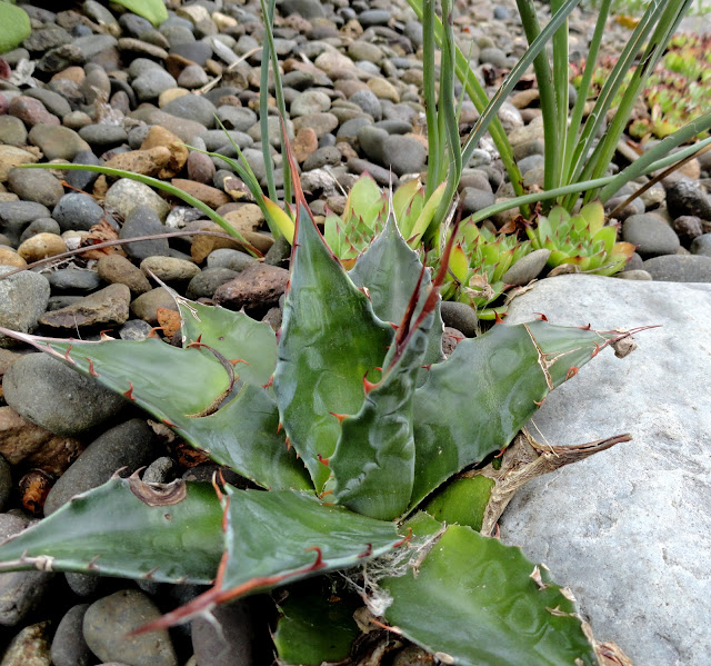 danger garden: The Agave Report, August 2012